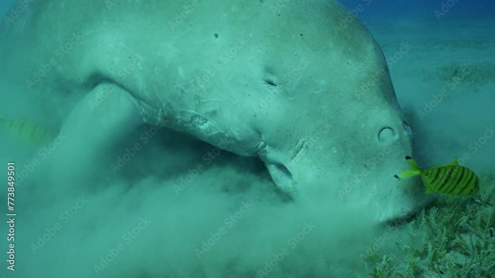 Close-up of Se Cow or Dugong (Dugong dugon) eating Smooth ribbon ...