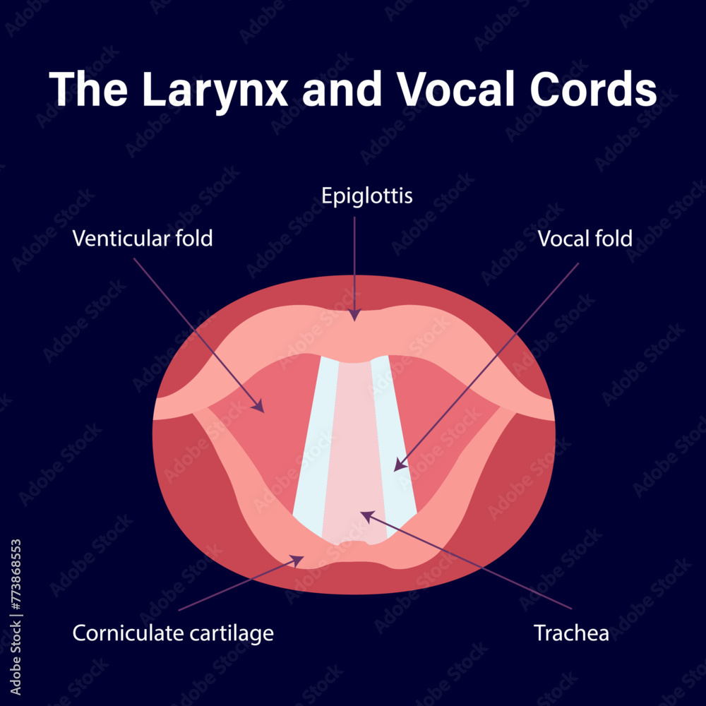 The Larynx And Vocal Cords The Larynx and Vocal Cord labeled Diagram ...