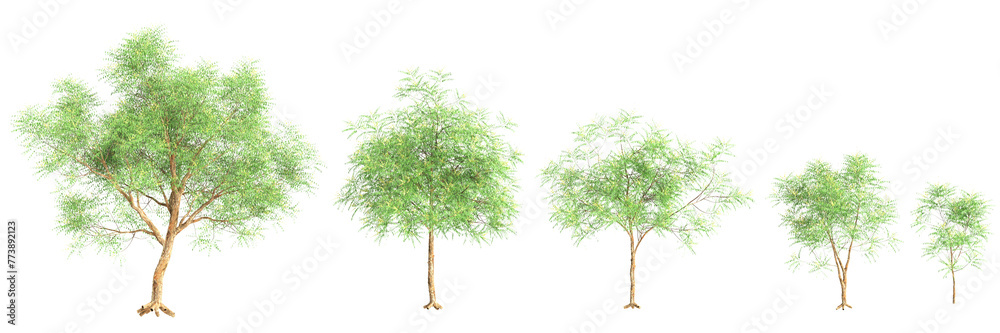 3d illustration of set Azadirachta indica tree isolated on transparent ...