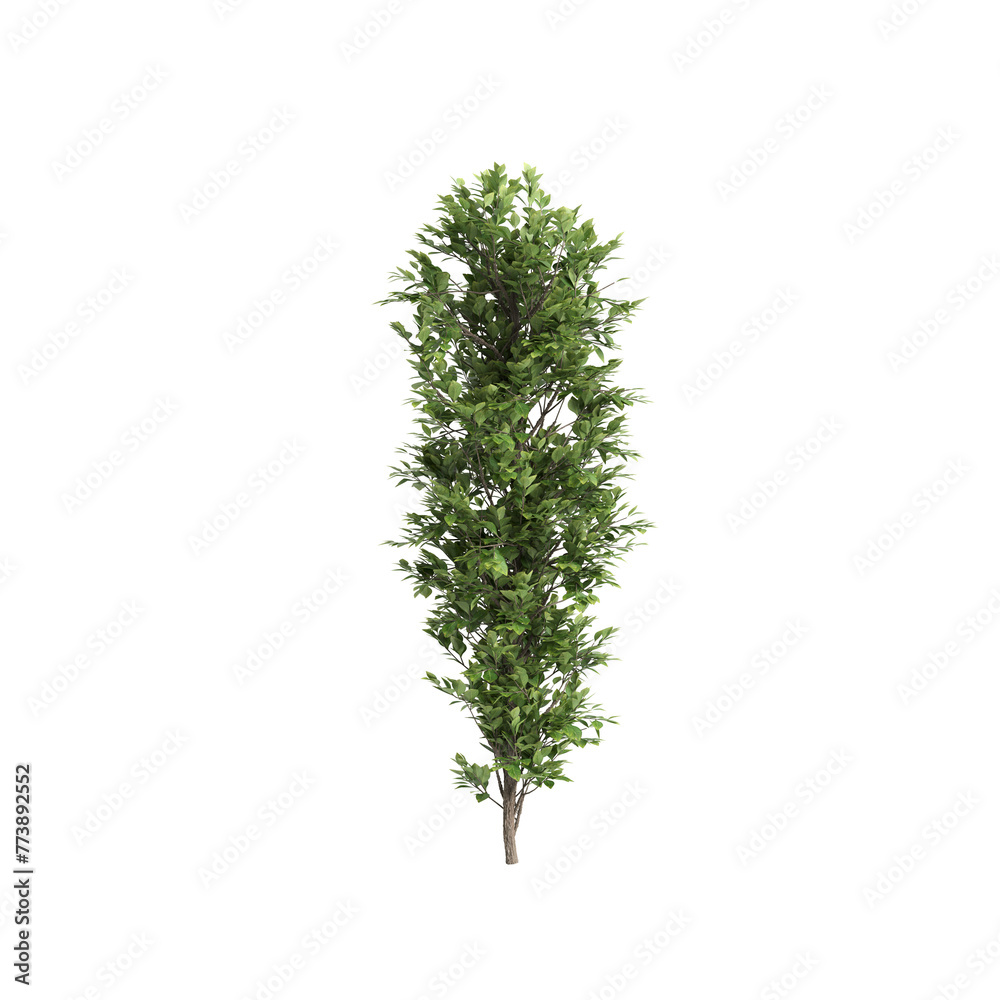 3d illustration of Lawsonia inermis tree isolated on transparent ...
