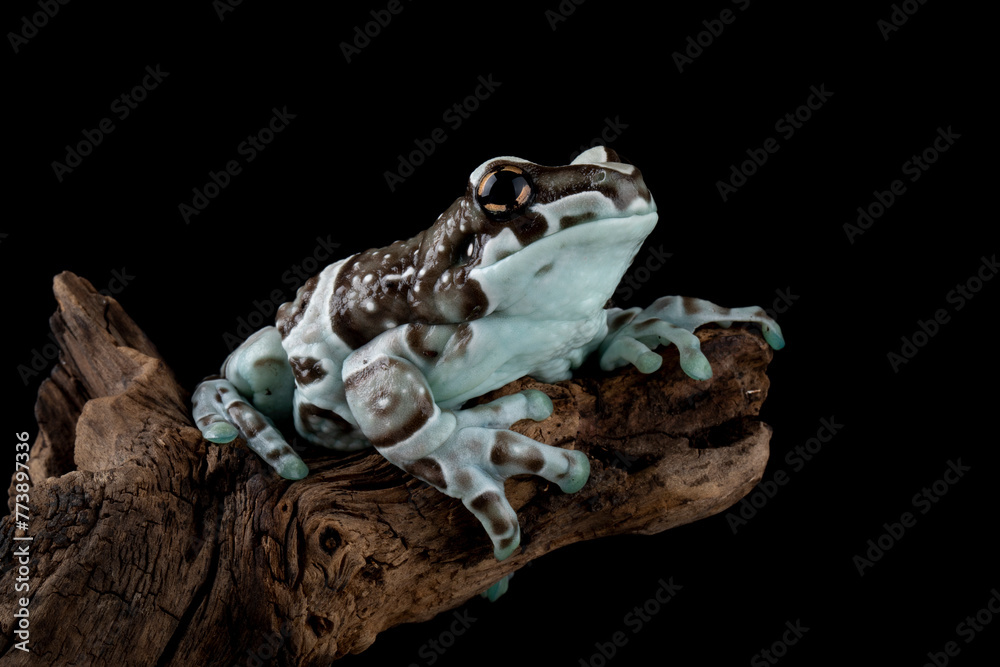 The Amazon Milk Frog (Trachycephalus resinifictrix) or Blue Milk Frog ...