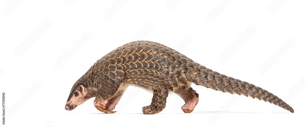 ten months old pangopup, Chinese pangolins, Manis pentadactyla ...