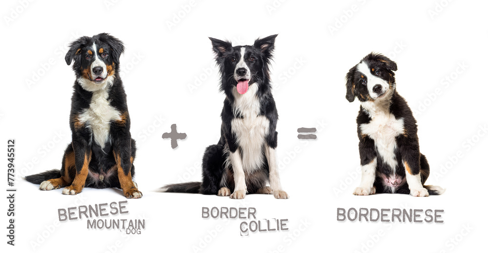 Illustration of a mix between two breeds of dog - Border collie and ...