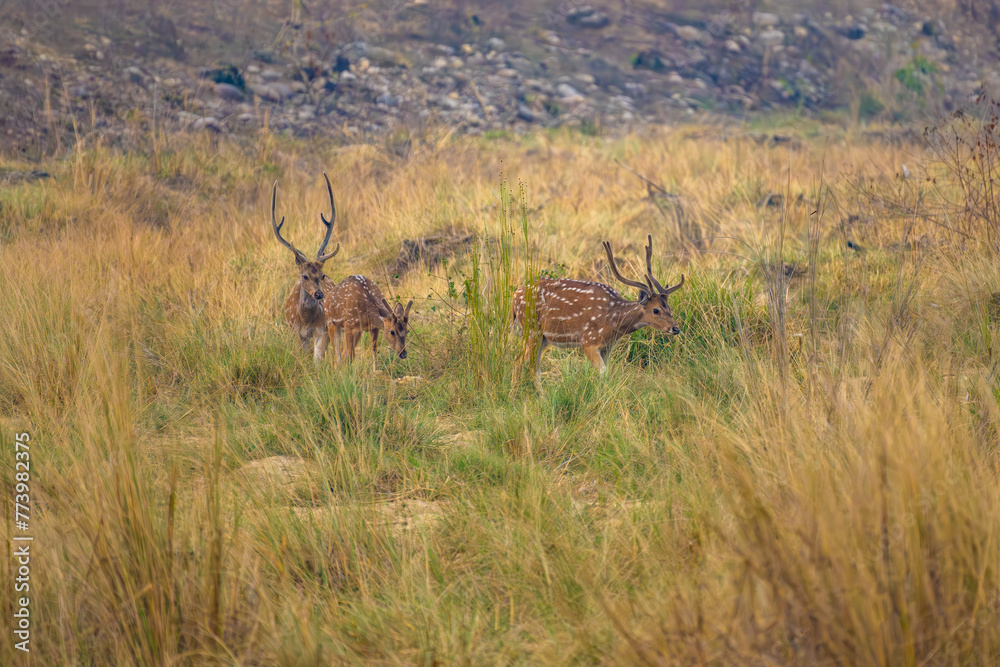 Axis indian (Axis axis) is a smaller, strikingly coloured species of ...