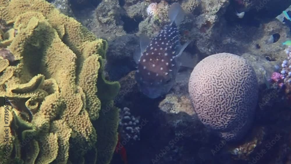 Spot base burrfish, scientific name is Cyclichthys spilostylus. Belongs ...