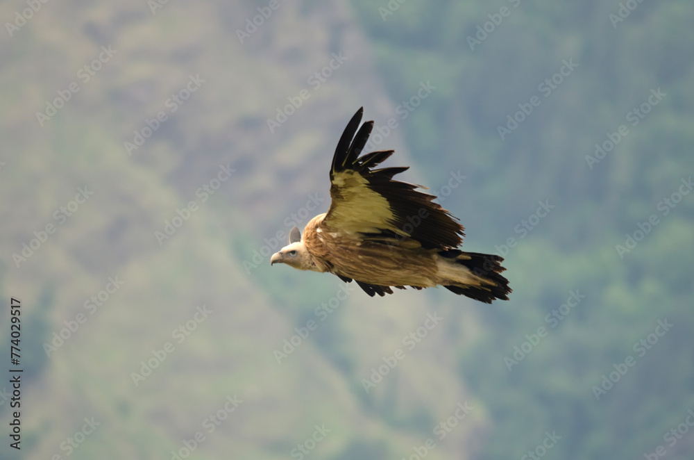 Himalayan vulture (Gyps himalayensis) or Himalayan griffon vulture, an ...