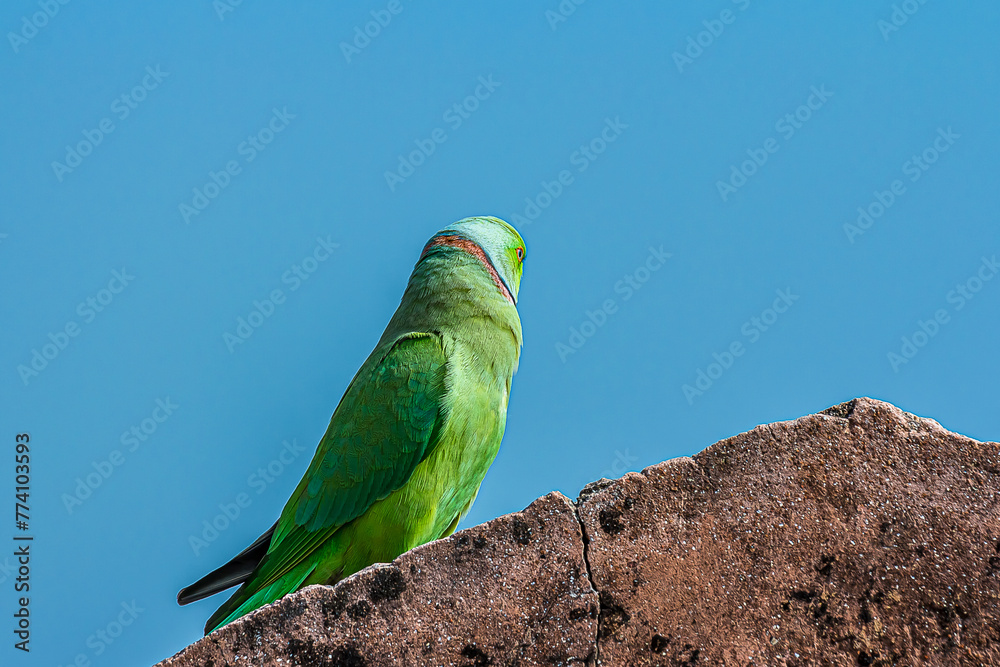 Indian ringed parrot sittingon the stone wall of an ancient fort or ...