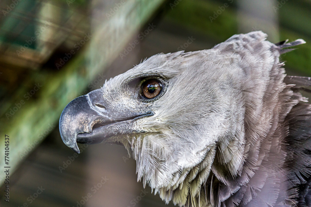 Close-up profile portrait of a harpy eagle. The American harpy eagle ...