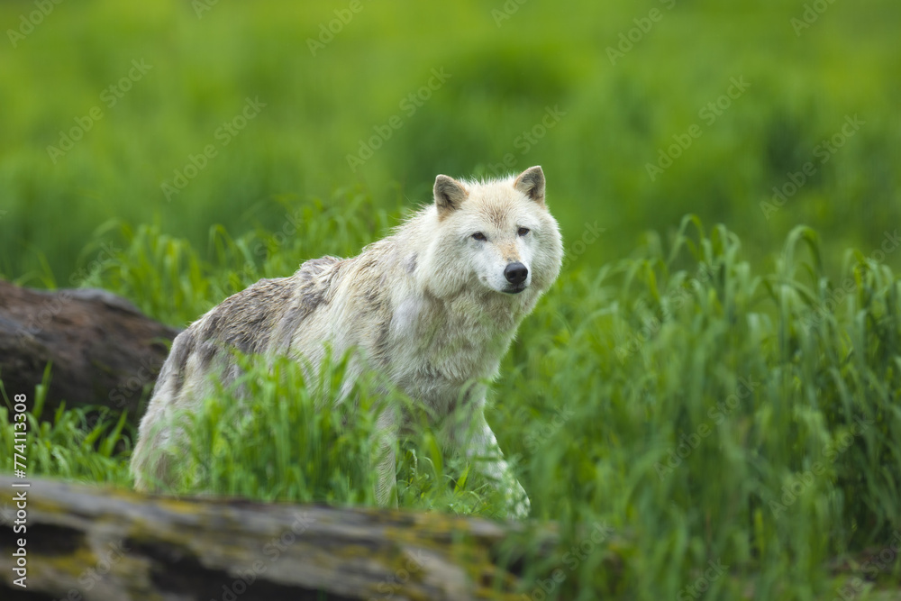 Arctic Wolf or Polar White Wolf, is a subspecies of the Gray Wolf, a ...