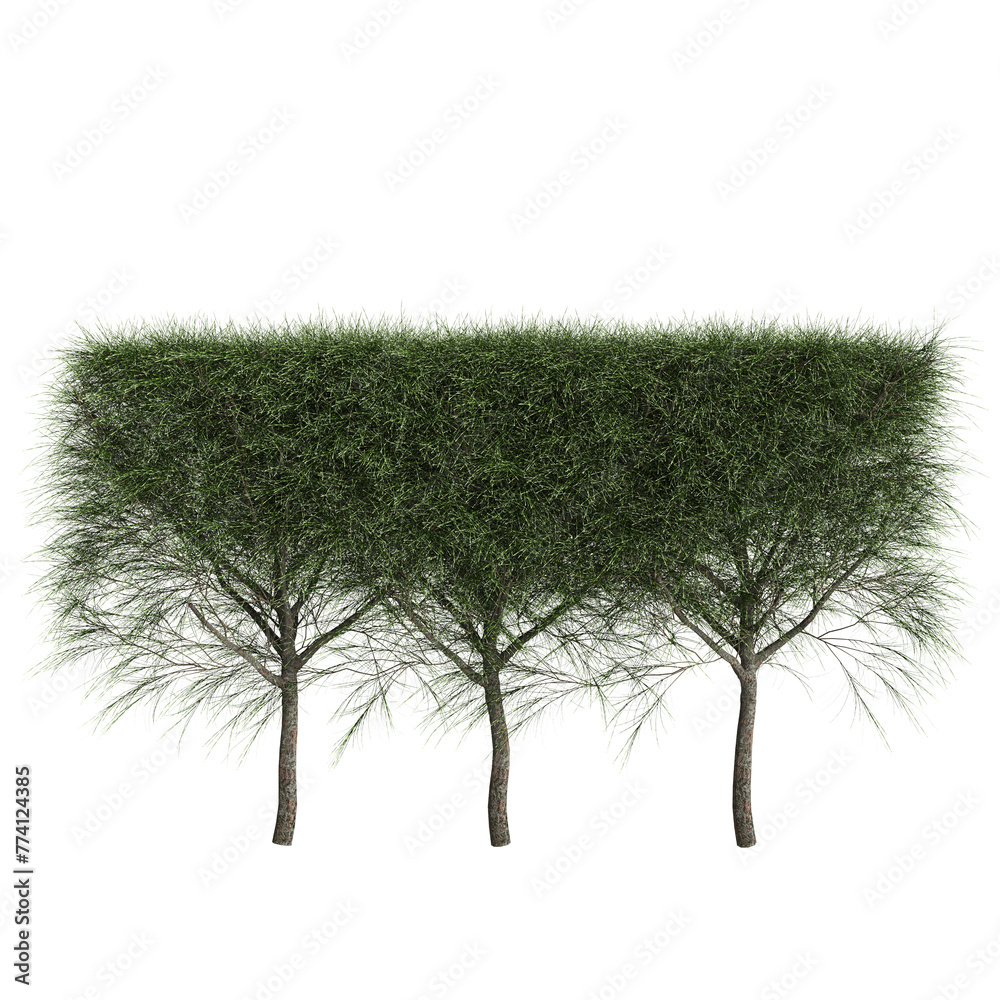 3d illustration of Casuarina equisetifolia treeline isolated on ...