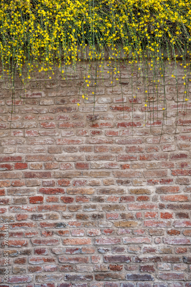 Brick wall texture background with branches of plant and yellow flowers ...