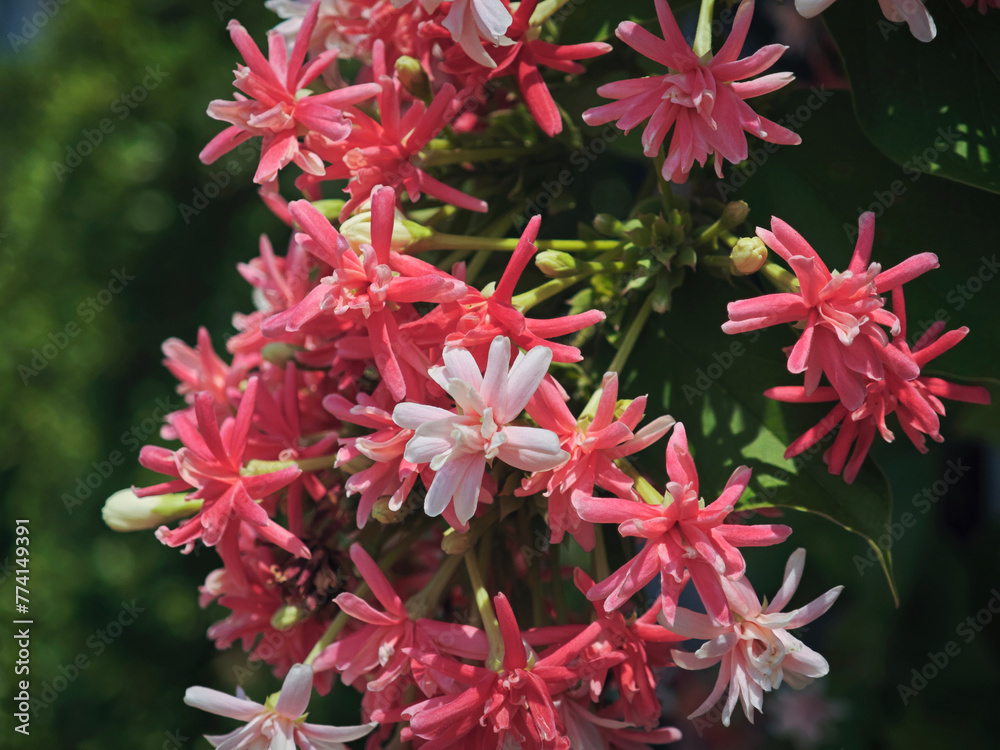 pink rangoon creeper on tree Stock Photo | Adobe Stock