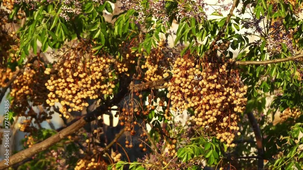 Bischofia javanica, or bishop wood, is a plant species of the family ...