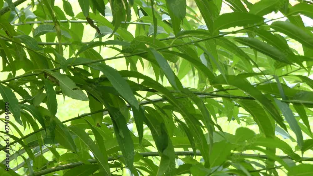 Salix babylonica (Babylon willow or weeping willow) is species of ...