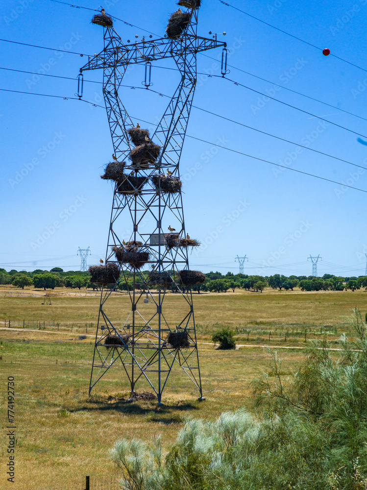 White stork nests on an iron electrical structure in a field, Portugal ...