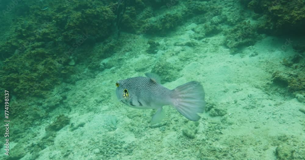 Pufferfish sheltering under coral. Actinopterygii Puffer boxfish fish ...