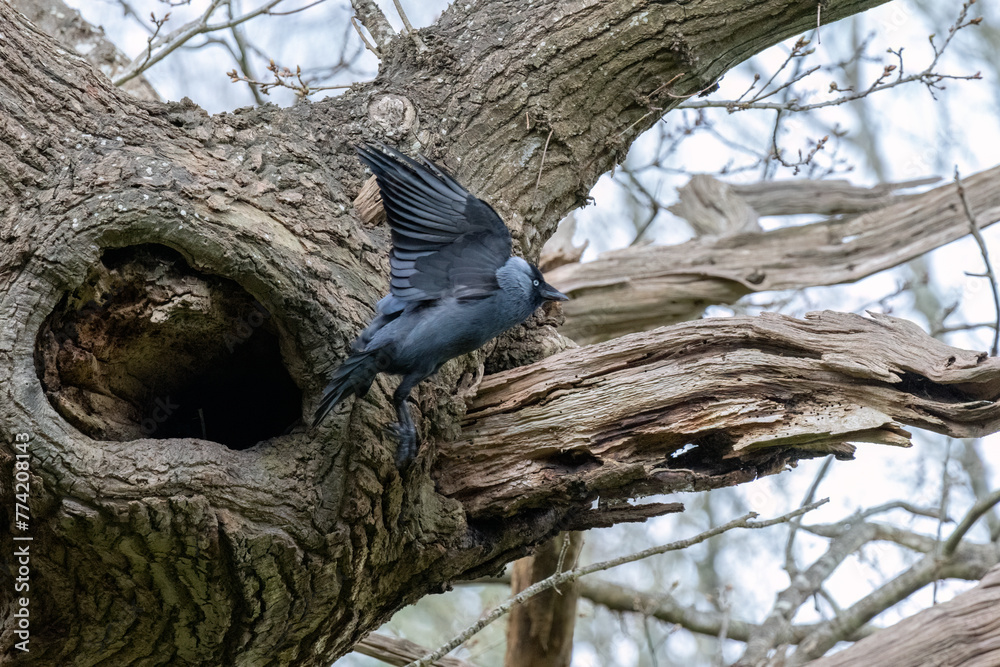Jackdaw, Corvus monedula, flying from its nest in an oak tree Stock ...