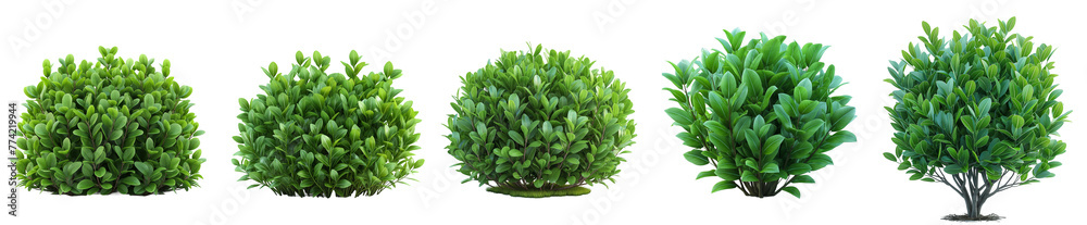 Various types of bush shrubs with transparent or white background. 3D ...