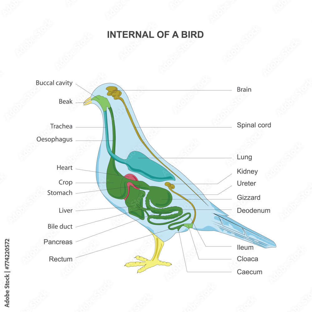 Bird internal organs anatomy scheme.Bird inner anatomy scheme to study ...