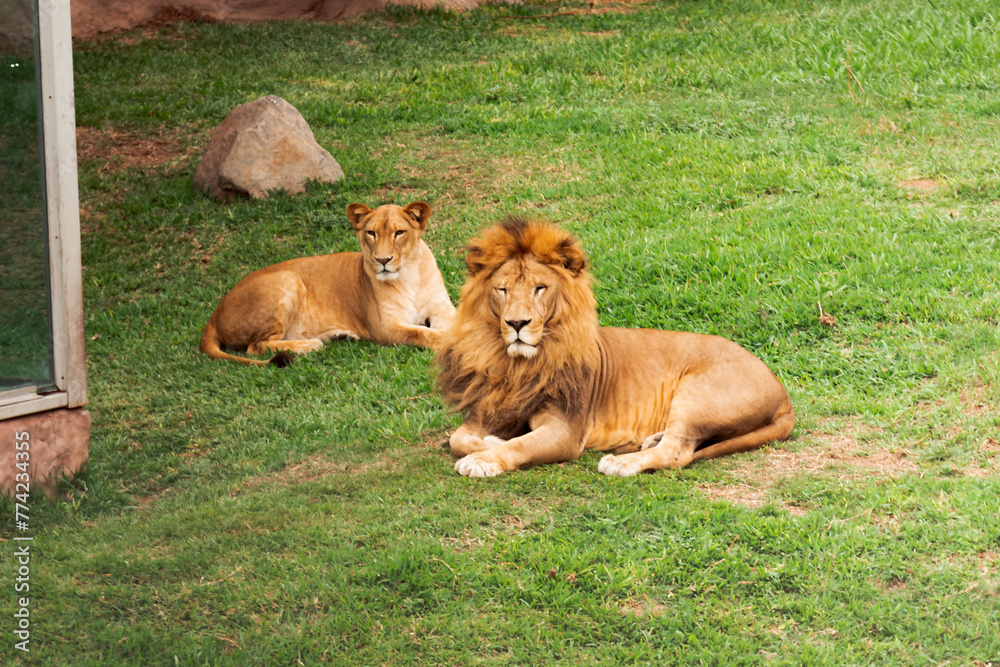 Animals, cat, bird, dog, zebra, geco, leopard, animal, giraffe, mammal ...