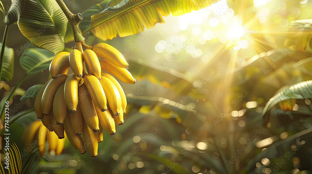National Banana Day, bananas bunch hanging from tree in nature blur ...