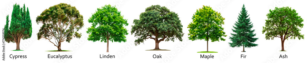 Set of different trees isolated on a white or transparent background ...