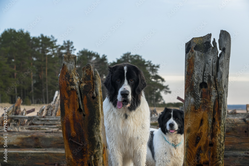Loksa Estonia - March 31 2024: Water rescue Landseer dog climbing on ...