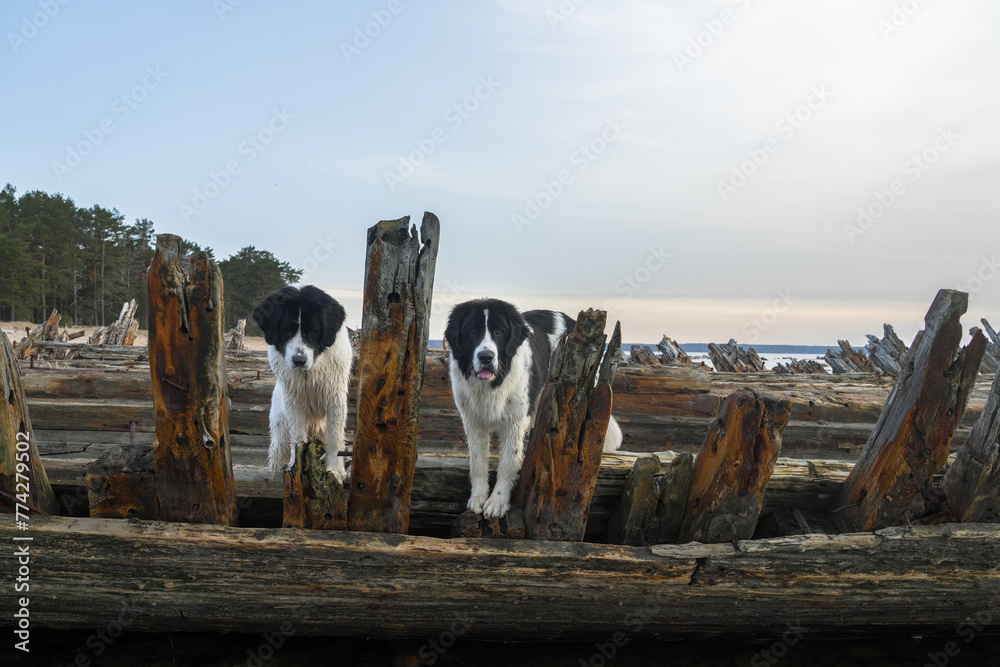 Loksa Estonia - March 31 2024: Water rescue Landseer dog climbing on ...