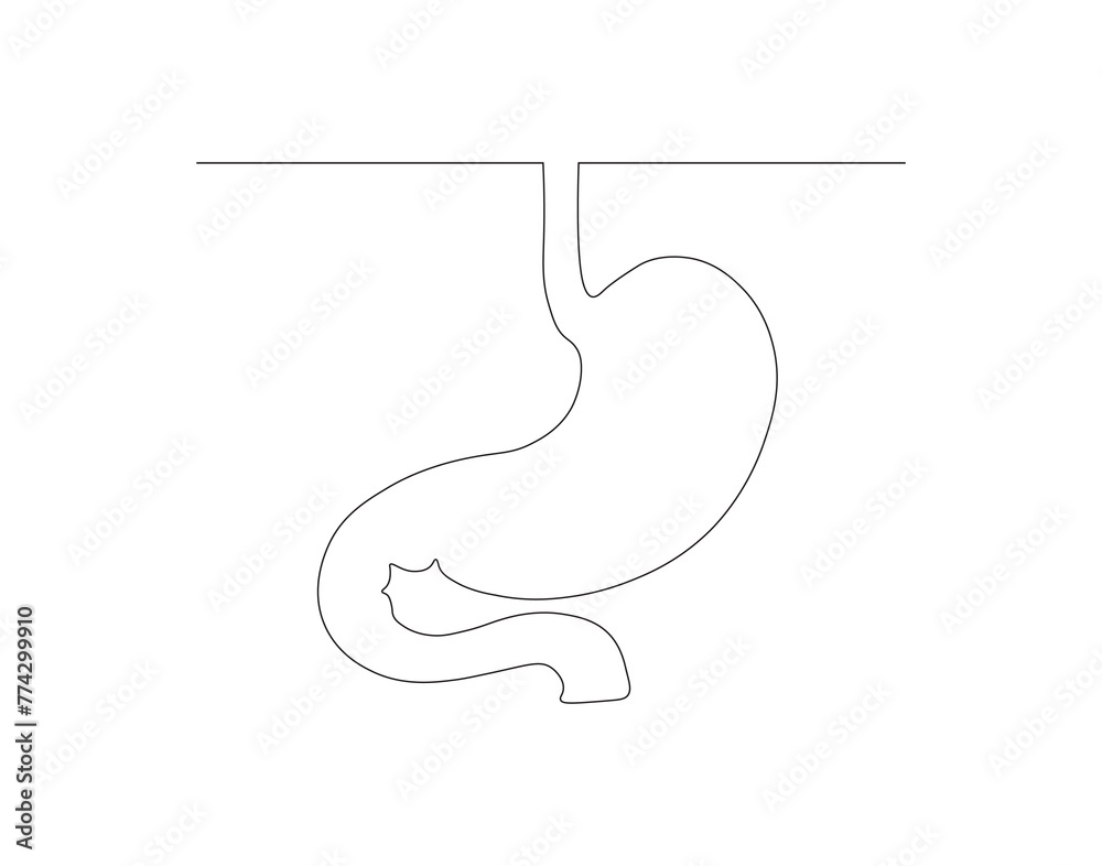 Continuous one line drawing of anatomical human stomach. One line of ...