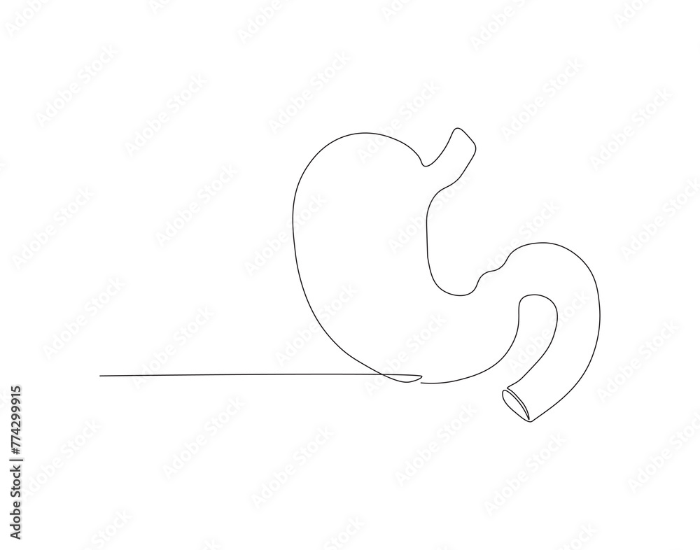 Continuous one line drawing of anatomical human stomach. One line of ...