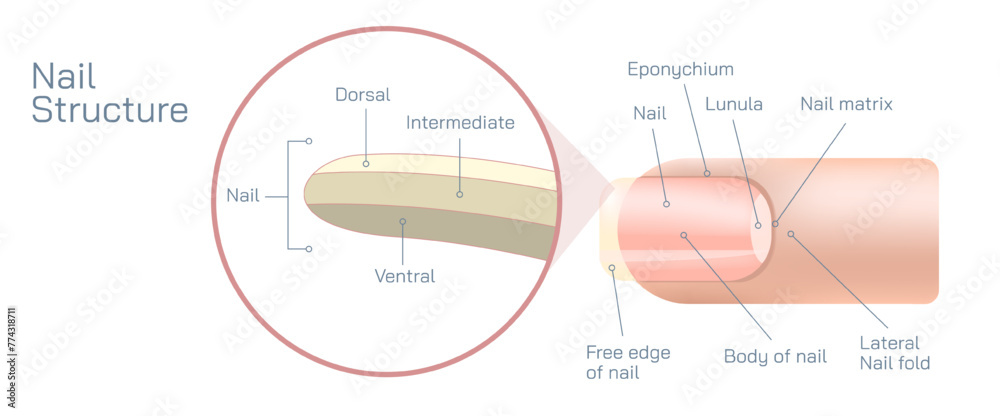 Structure and diagram of finger nail. Cross section and anatomy of nail ...