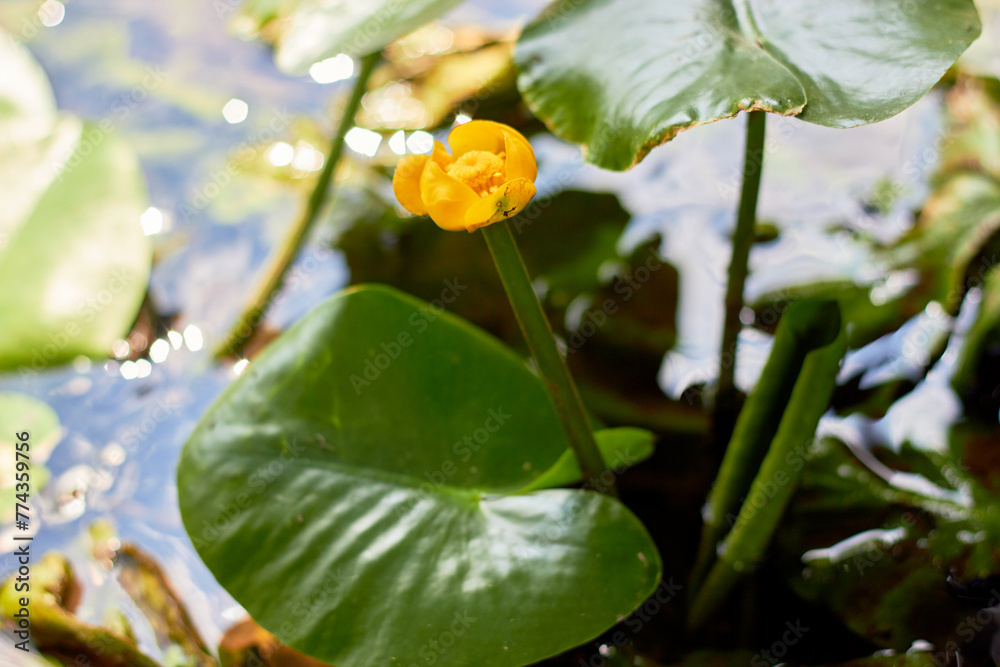 Beautiful, yellow water lily flower on the river.(Nuphar lutea) Water ...