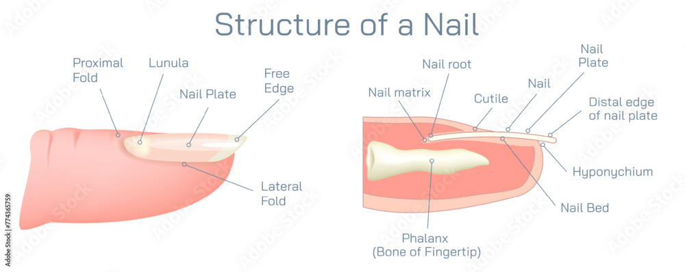 Structure and diagram of finger nail. Cross section and anatomy of nail ...