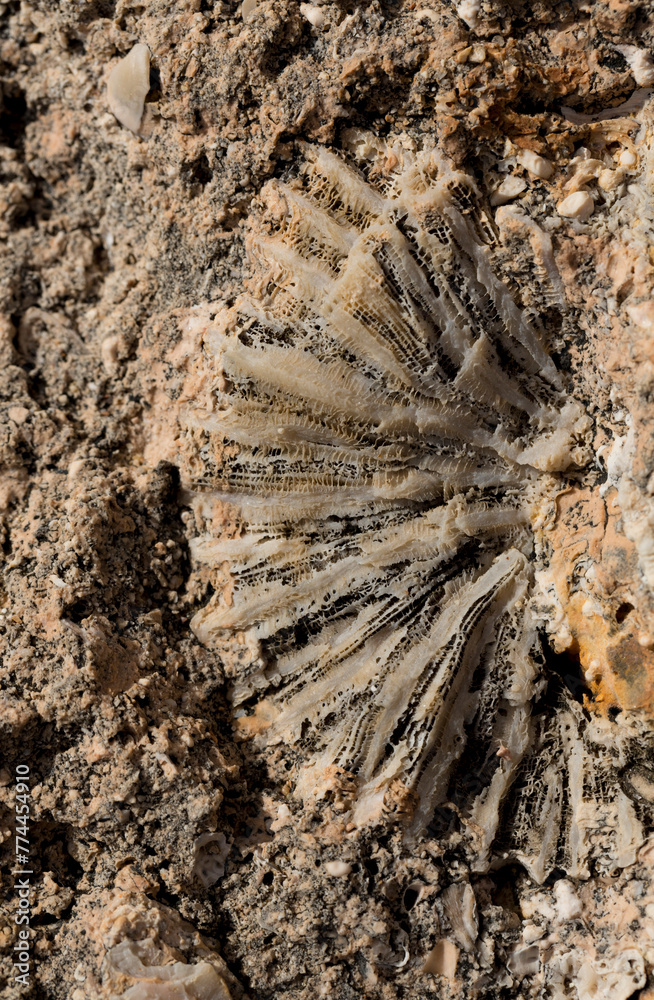 Foto de Fossil corals of the Red Sea. Ancient creatures, turned into ...