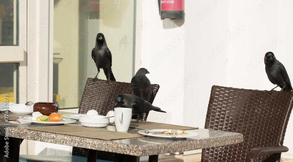 House crow (Corvus splendens), also known as the Indian, greynecked ...
