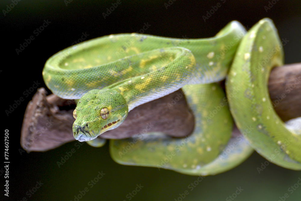 The green tree python (Morelia viridis) coiled on a tree branch Stock ...