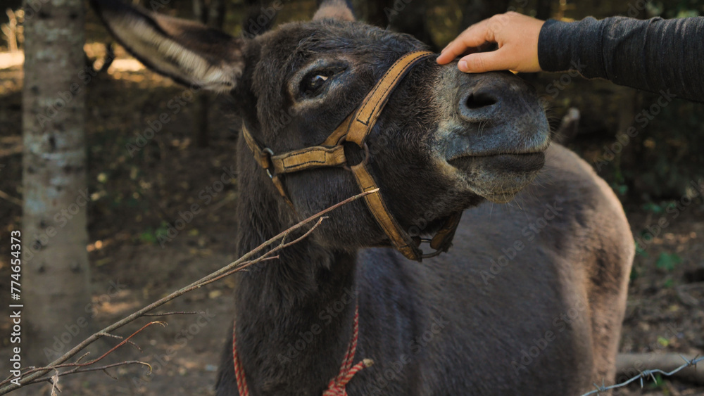 A dark brown donkey in a peaceful outdoor setting. A hand rests gently ...