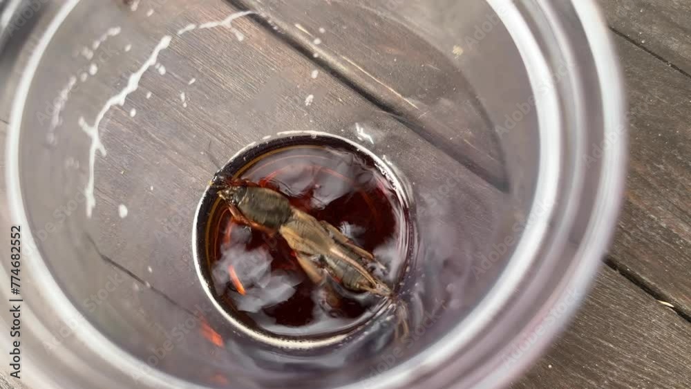 A mole cricket is submerged in a liquid, inside a clear plastic cup ...