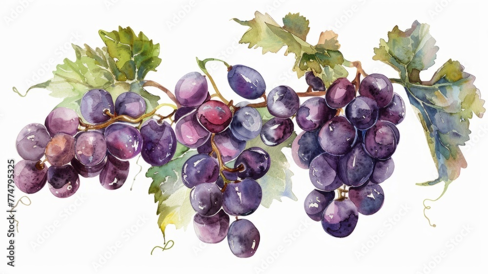 Realistic watercolor painting of grape branches - This watercolor representation of grapevines ...