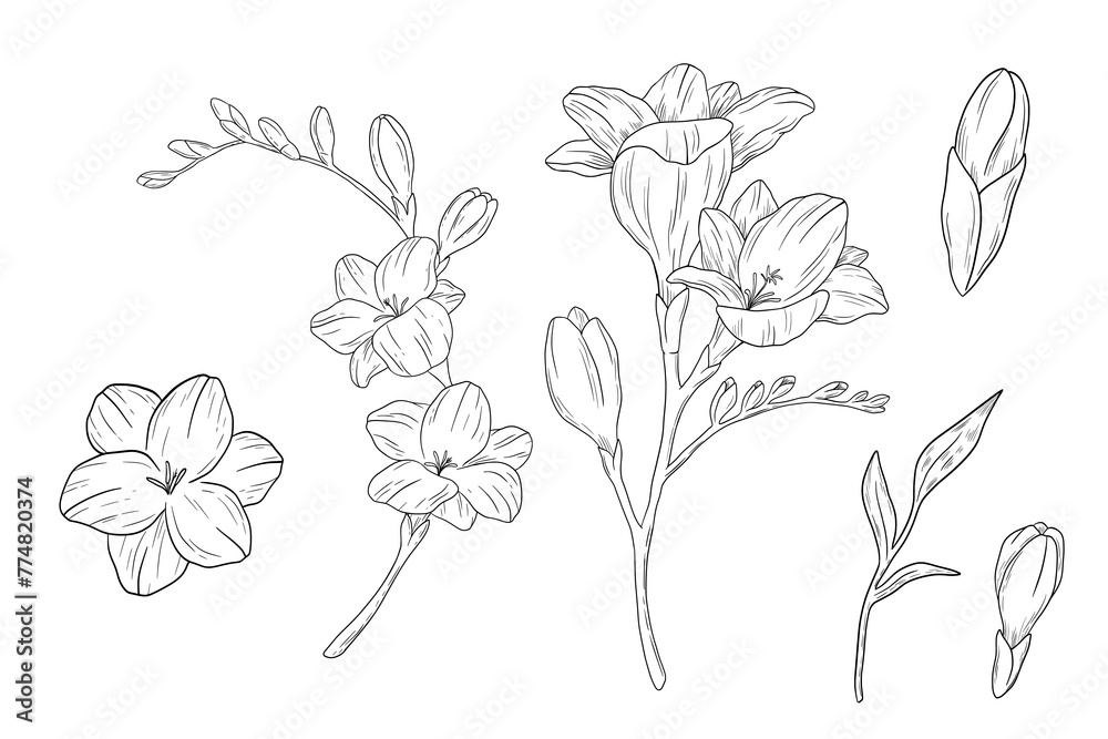 Hand drawn freesia flower branch and leaves sketch. Vector monochrome ...