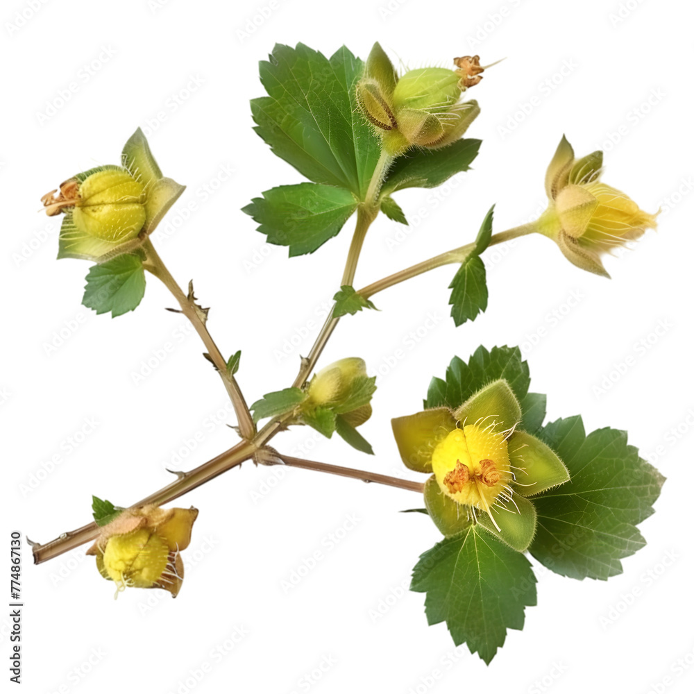 Gokhru Tribulus terrestris Ayurveda herb natural medicinal remedy ...