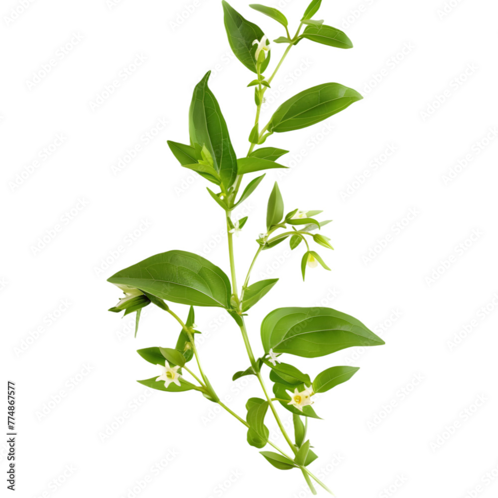 Kalmegh Andrographis paniculata Ayurveda herb natural medicinal remedy ...