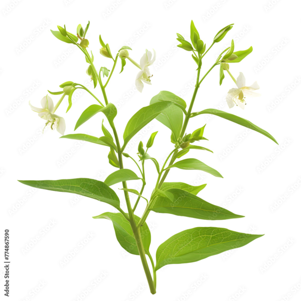 Kalmegh Andrographis paniculata Ayurveda herb natural medicinal remedy ...