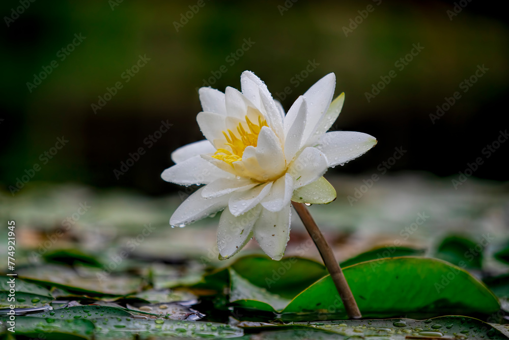 The lotus flower is one of the symbols we encounter most and has a deep ...