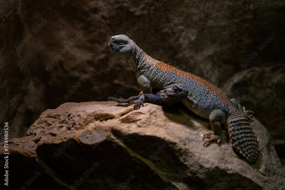 Thomas's mastigure - Uromastyx thomasi, unique special fat tailed agama ...