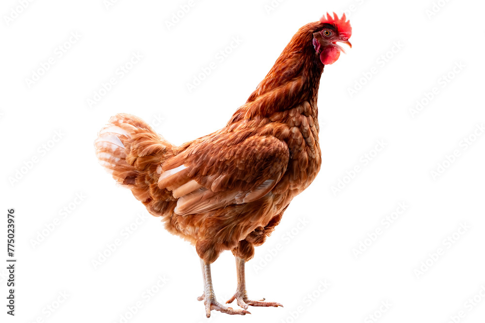 Chicken, Full body of brown chicken hen standing isolated transparent ...