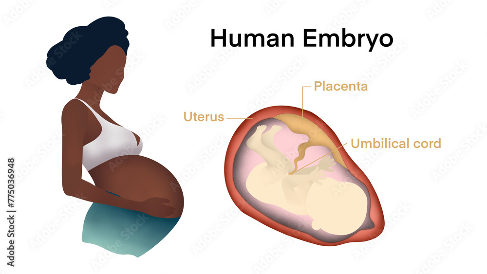 Pregnant woman, fetus inside the womb, Pregnant woman's belly inside ...