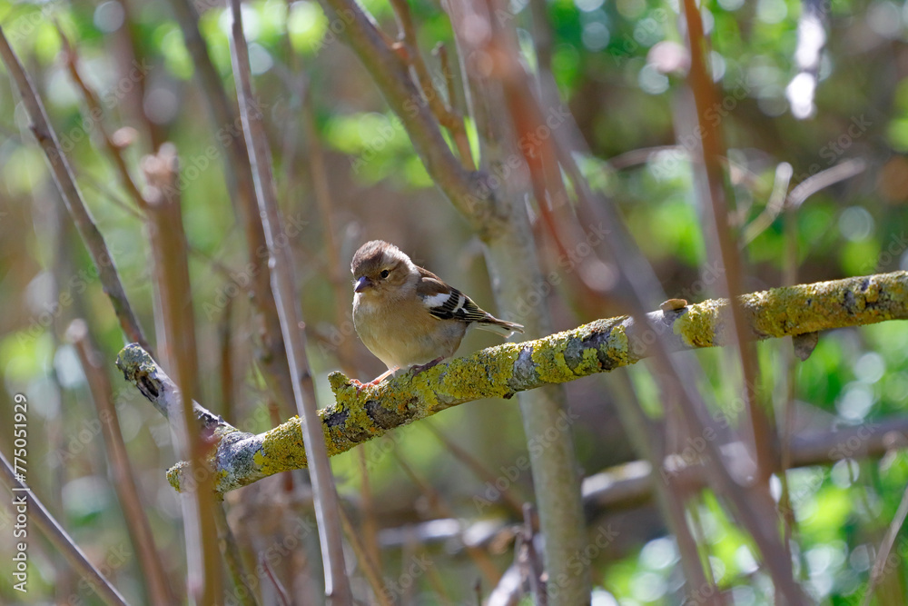 Ein Buchfink-Weibchen auf einem Ast im Unterholz einer Baum- und ...
