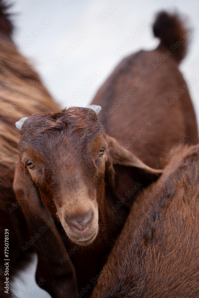 A young little goat of the Damascus goat breed. Cute brown Shami ...