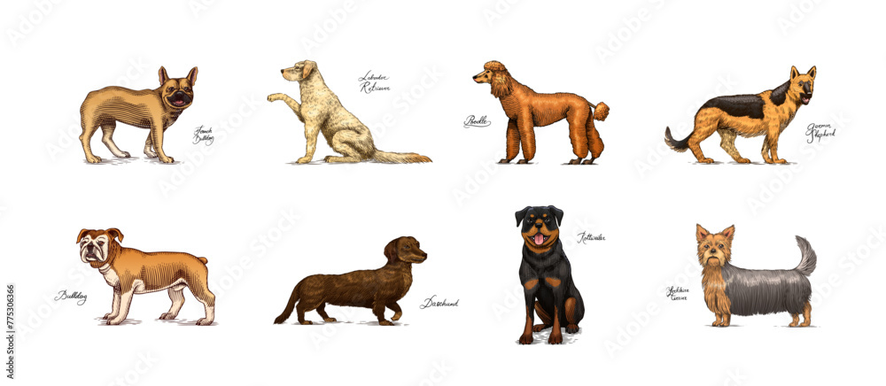 Dogs In This Drawing. Different breeds of domestic animals. Puppy ...